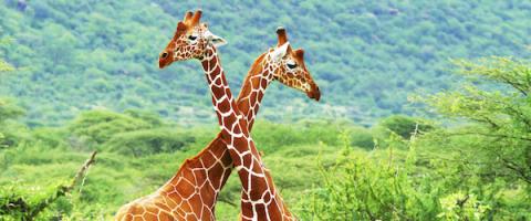 About Wild Maths Org Wild Maths Org